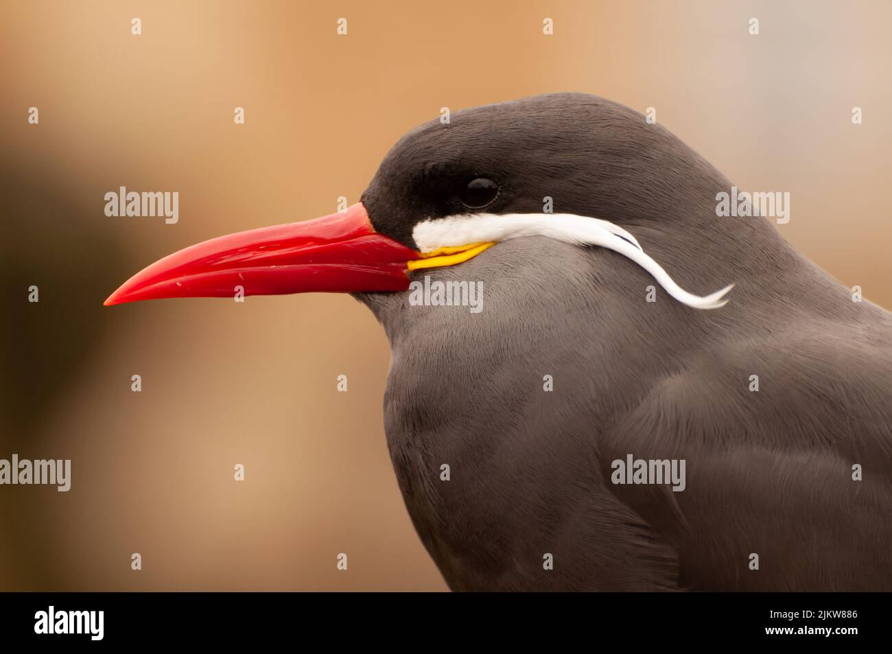 Magnificient Inca Tern, larosterna inca, head shot with stunning red ...
