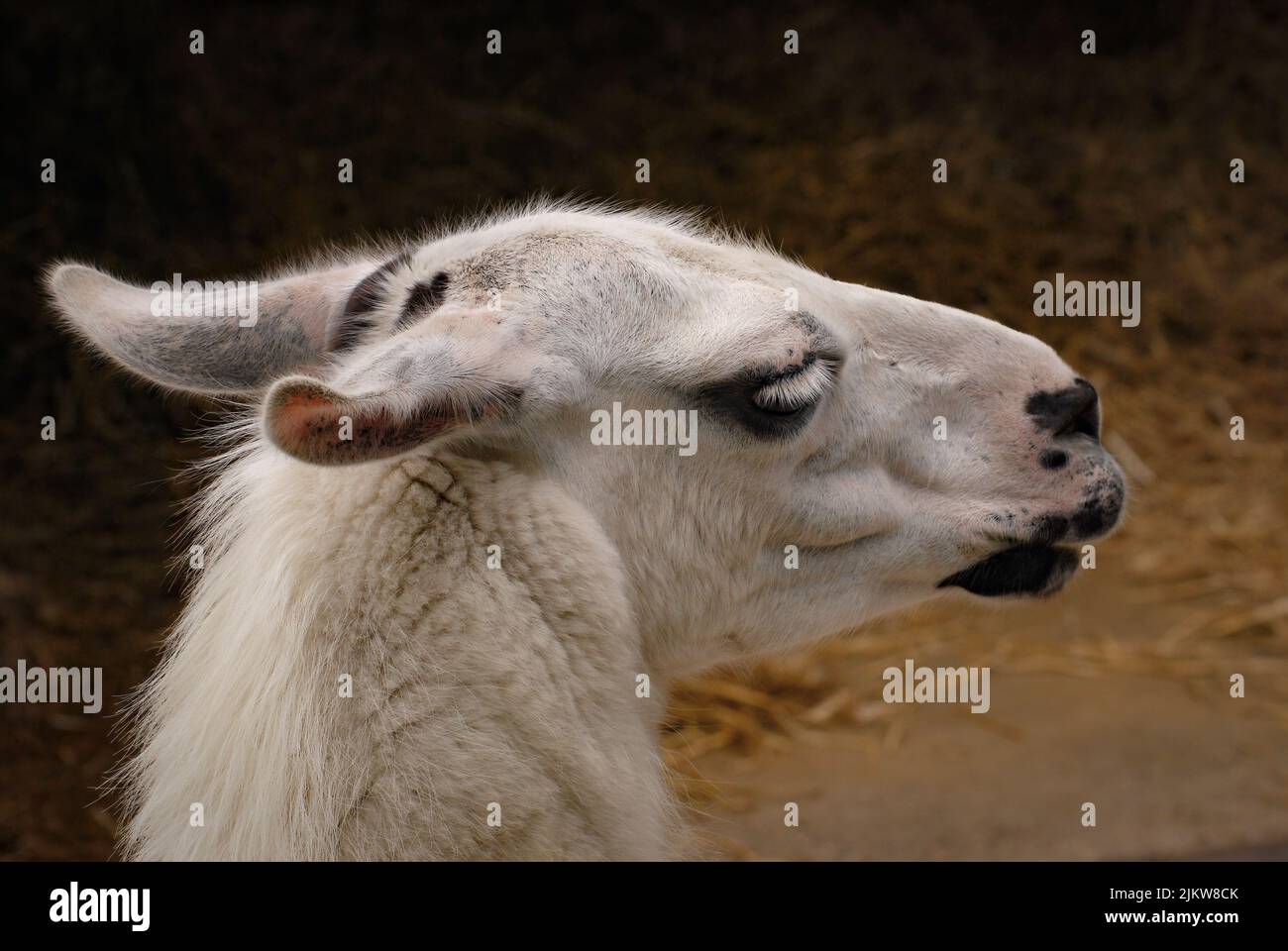 White Llama, Lama glama, head shot Stock Photo - Alamy