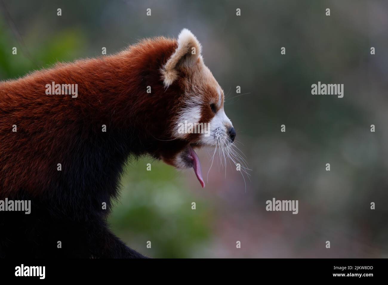 Red Panda, Ailurus fulgens, head shot Stock Photo - Alamy
