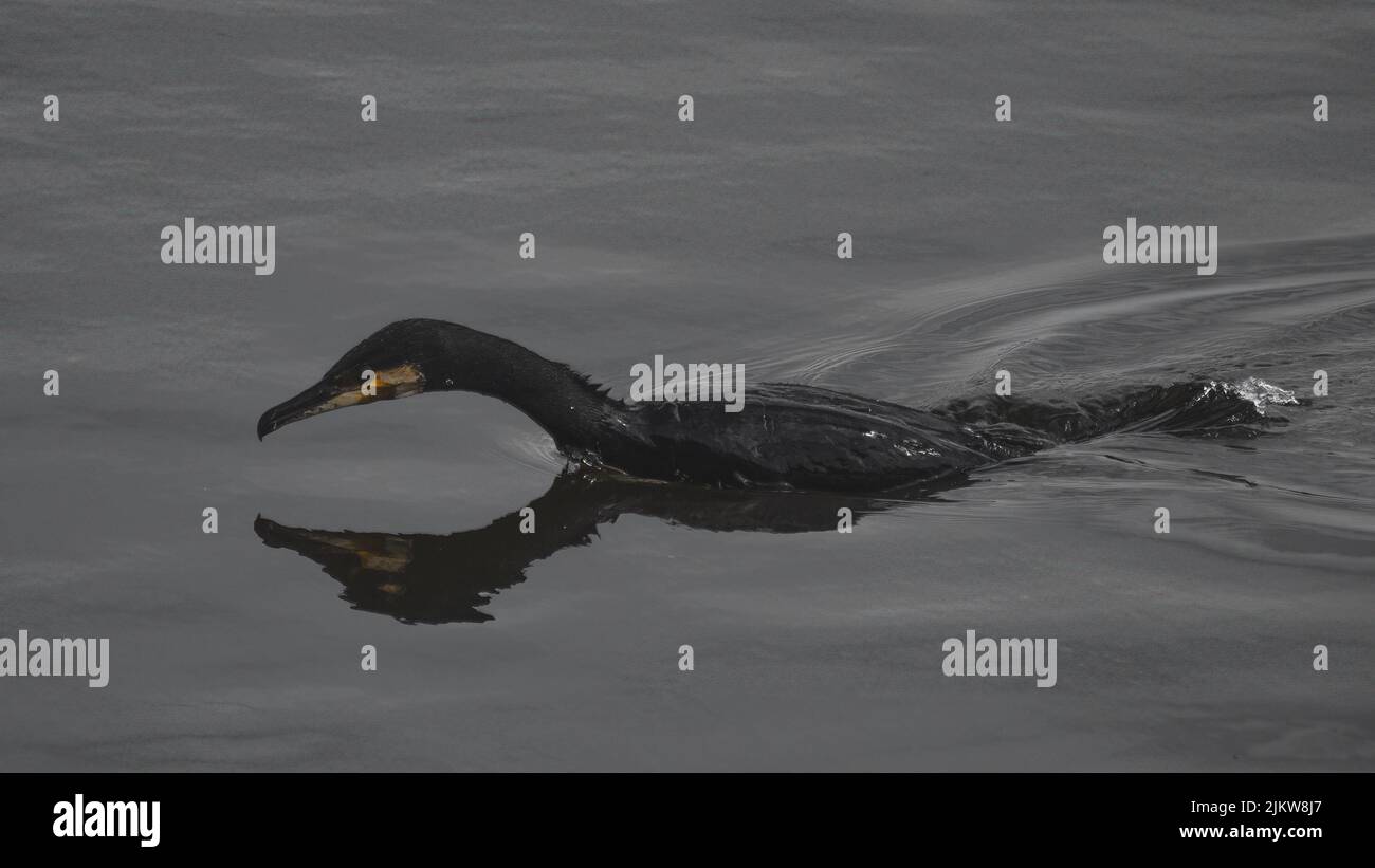 A cormorant in Frampton Marsh nature preserve in Wyberton, England, the ...