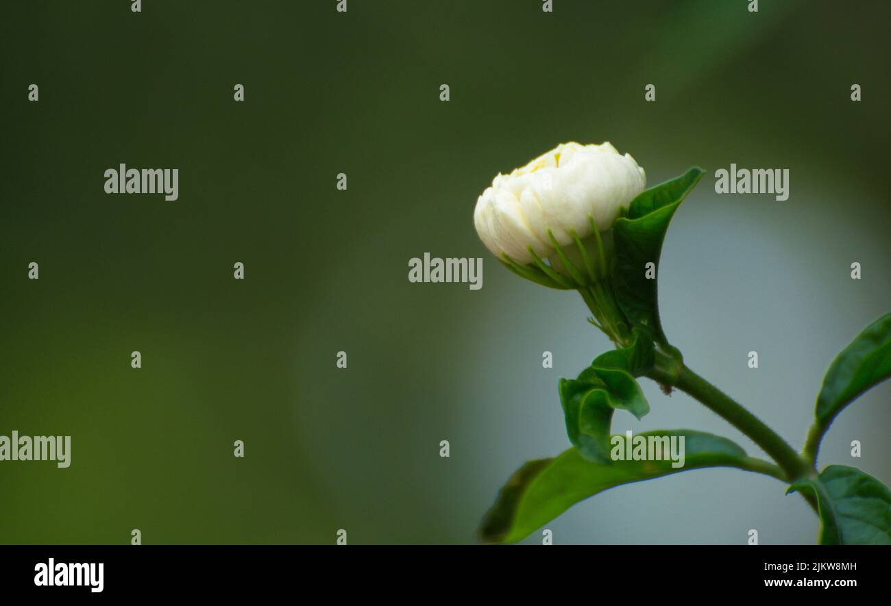 White jasmine buds on smooth green background. Fragrant flowers Stock ...