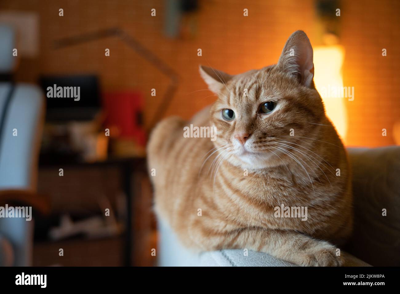 A cute, fluffy ginger cat lying down on a sofa in a blurred background ...