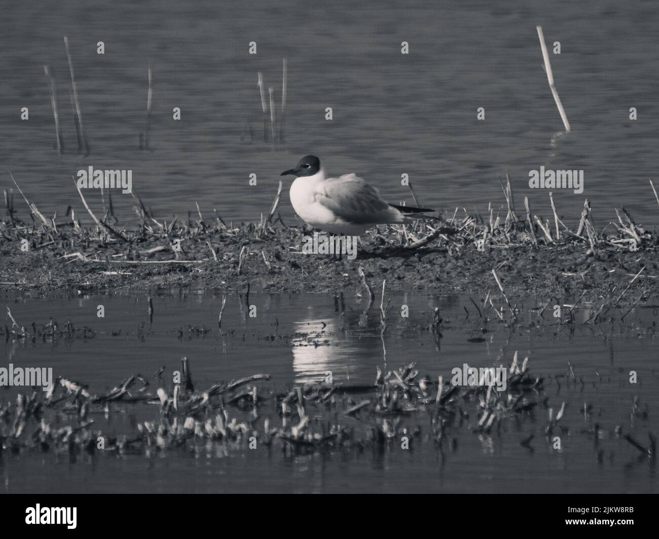 A seagull in Frampton Marsh nature preserve in Wyberton, England, the ...