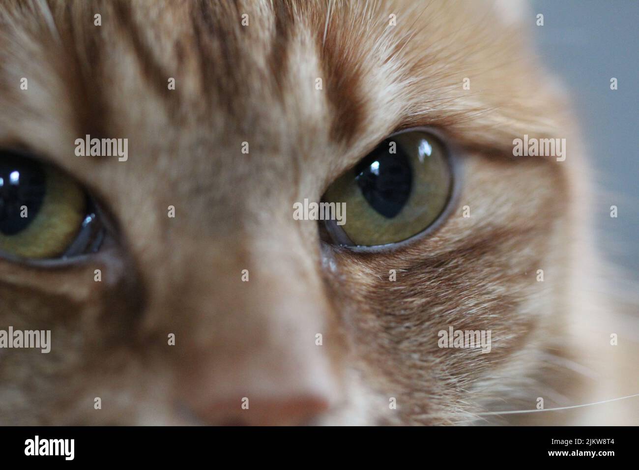 A cute ginger cat's green eyes on a blurred background Stock Photo - Alamy