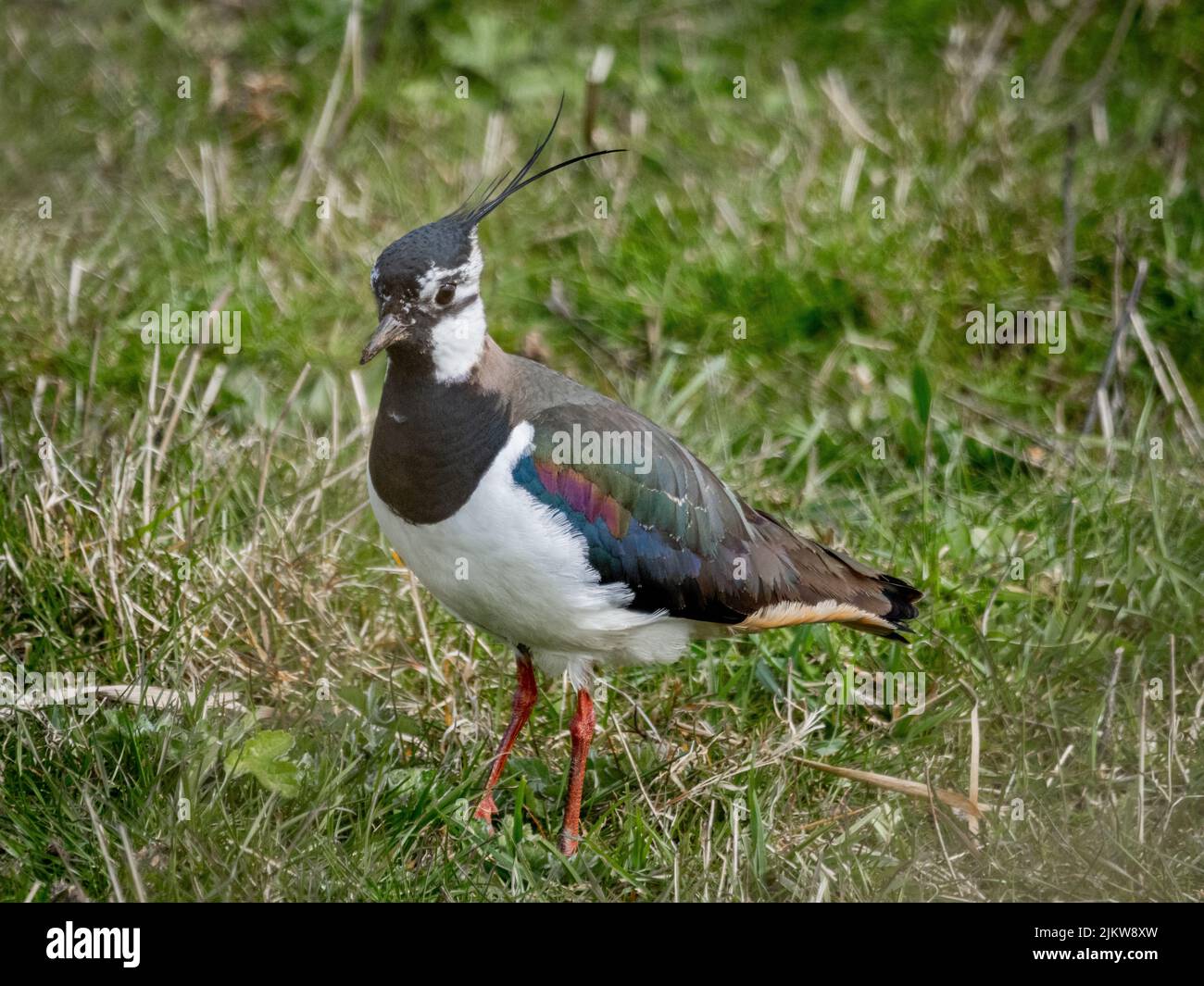 A lawping in Frampton Marsh nature preserve in Wyberton, England, the ...