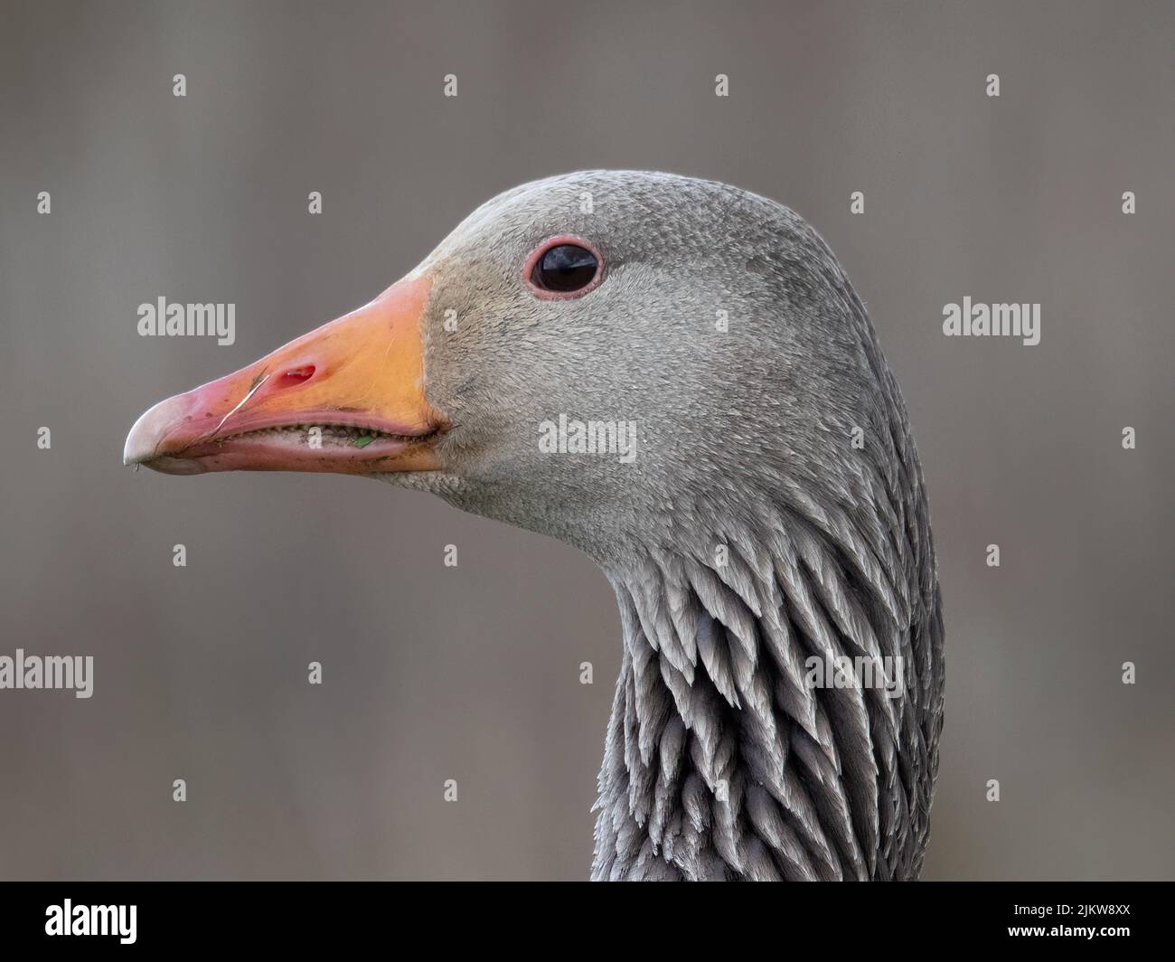 A gray goose in Frampton Marsh nature preserve in Wyberton, England ...