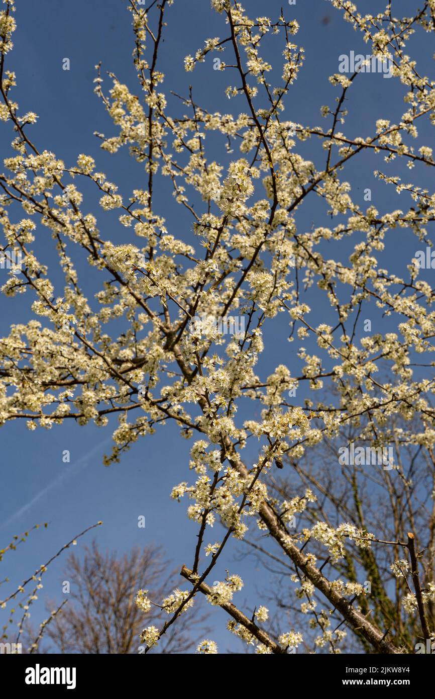 Low tree branch on white background hi-res stock photography and images ...