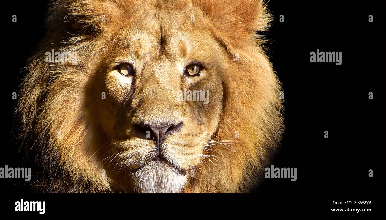 A lion's face with a serious scary look Stock Photo - Alamy