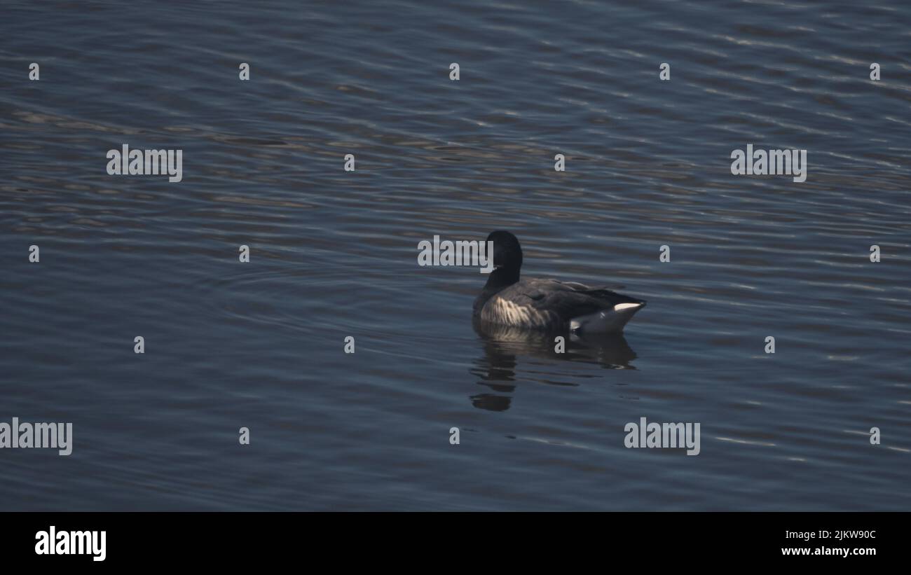 A black goose in the water in Frampton Marsh nature preserve in ...