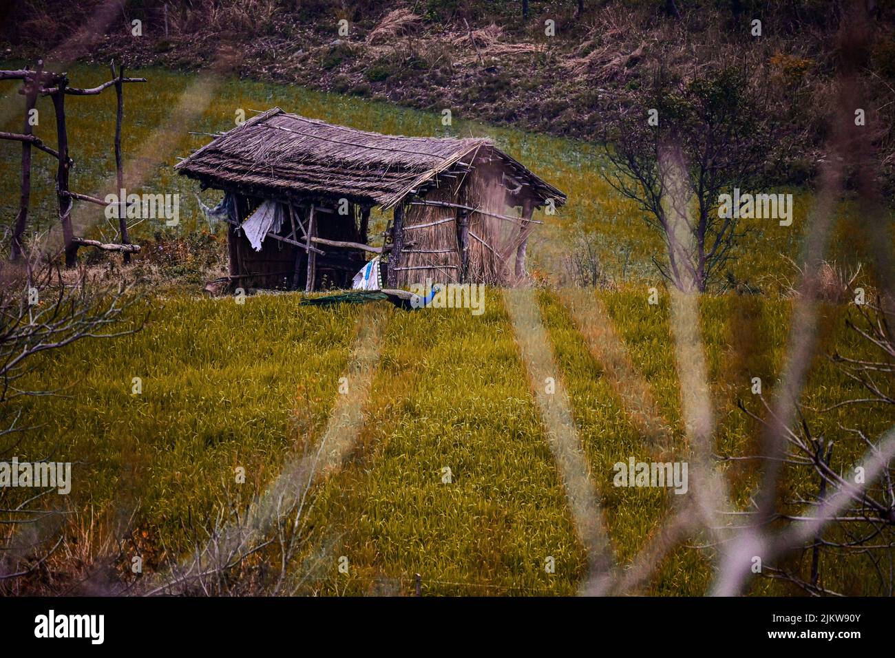 Weathered hut hi-res stock photography and images - Alamy