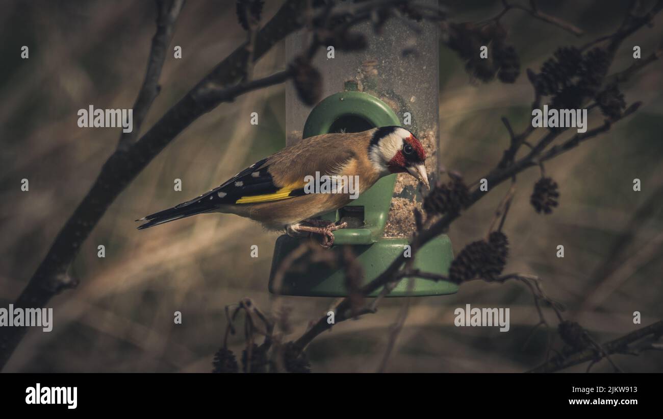 A goldfinch in Frampton Marsh nature preserve in Wyberton, England, the ...