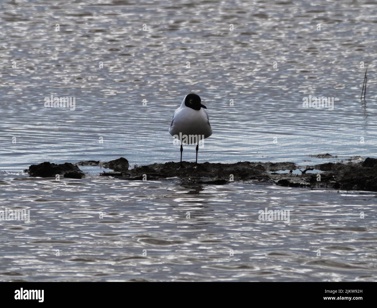 A seagull in Frampton Marsh nature preserve in Wyberton, England, the ...