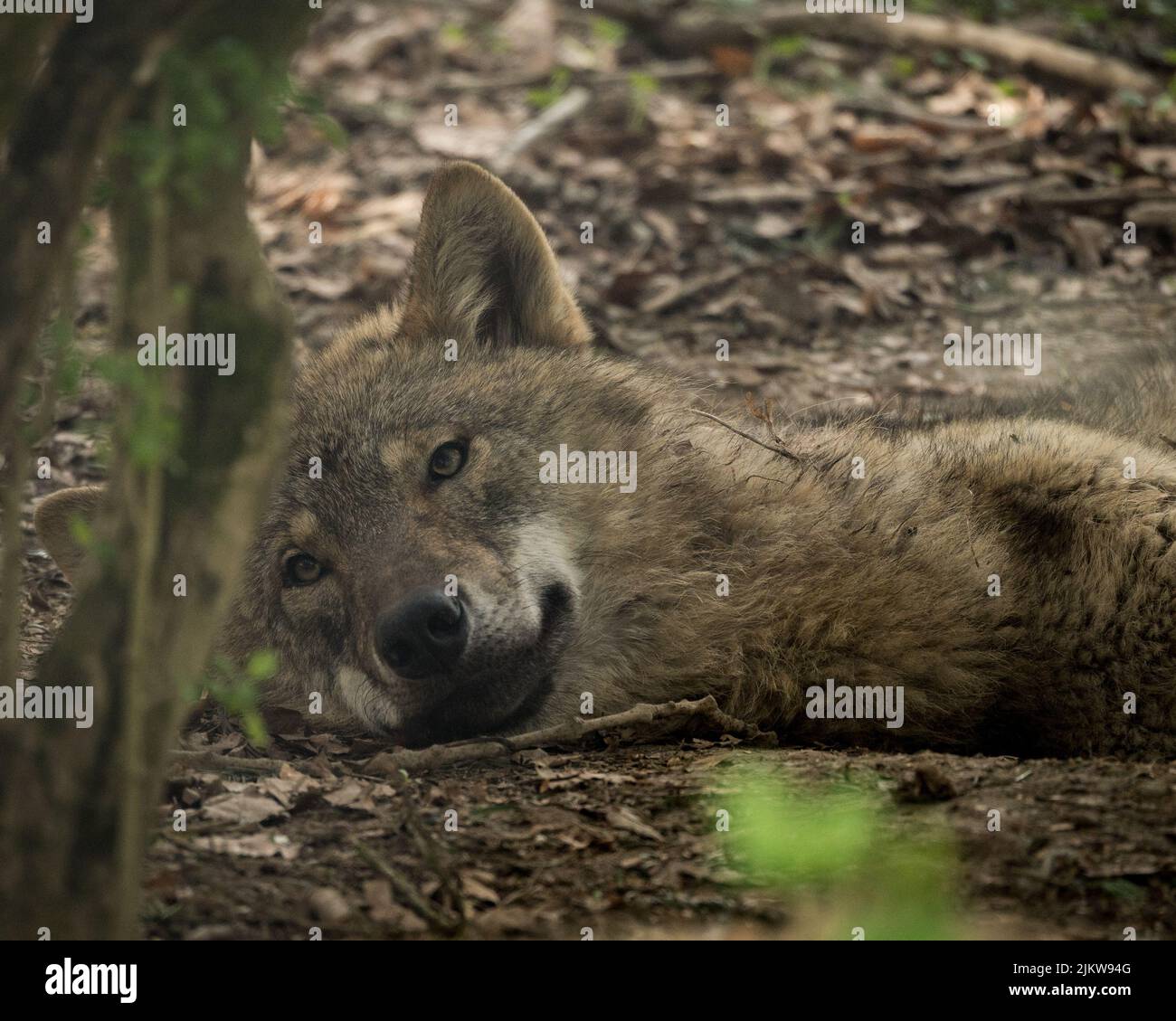 A closeup portrait of a coyote lying in a forest covered with green ...