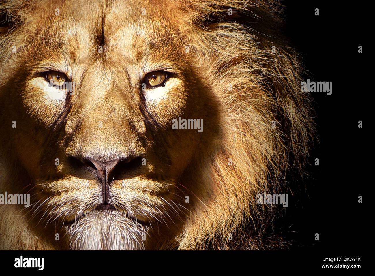 A lion's face with a serious scary look Stock Photo - Alamy