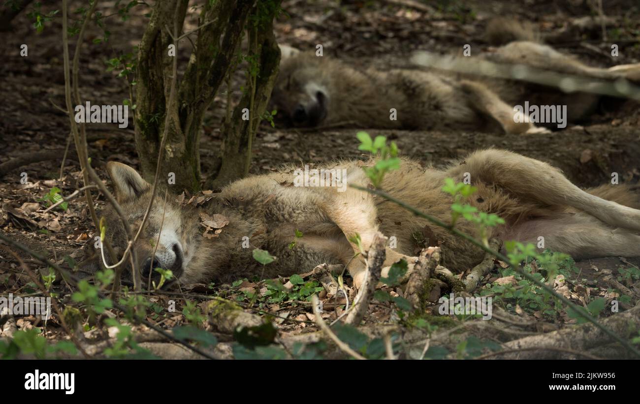 A closeup of two coyotes sleeping in a forest covered with green plants ...
