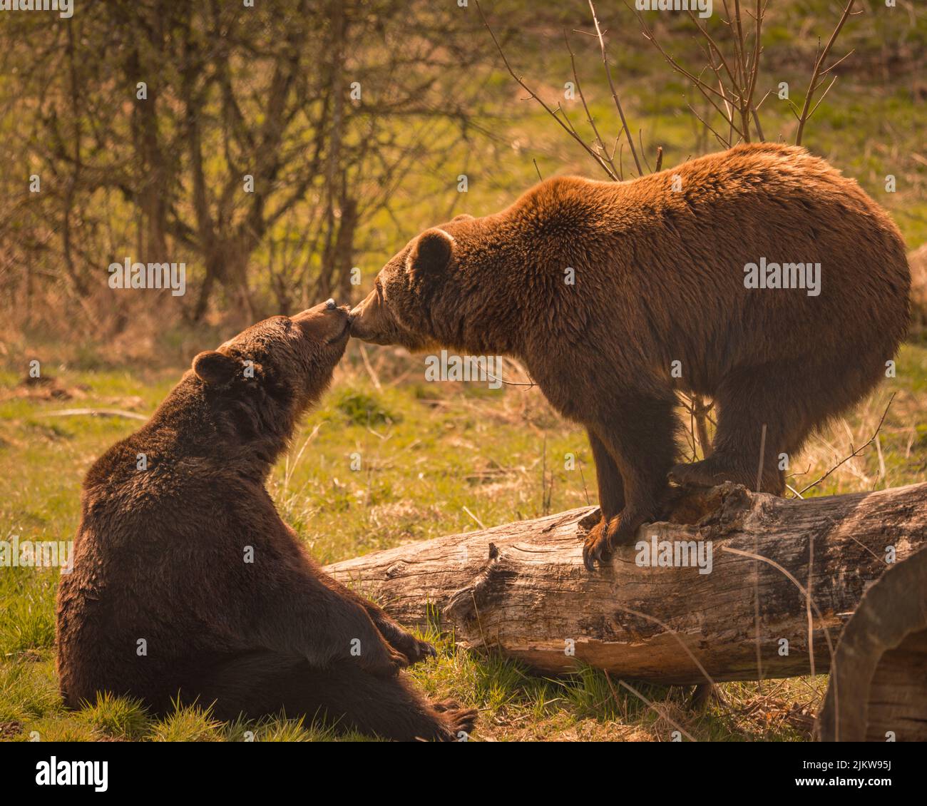 Two bears playing in forest hi-res stock photography and images - Alamy