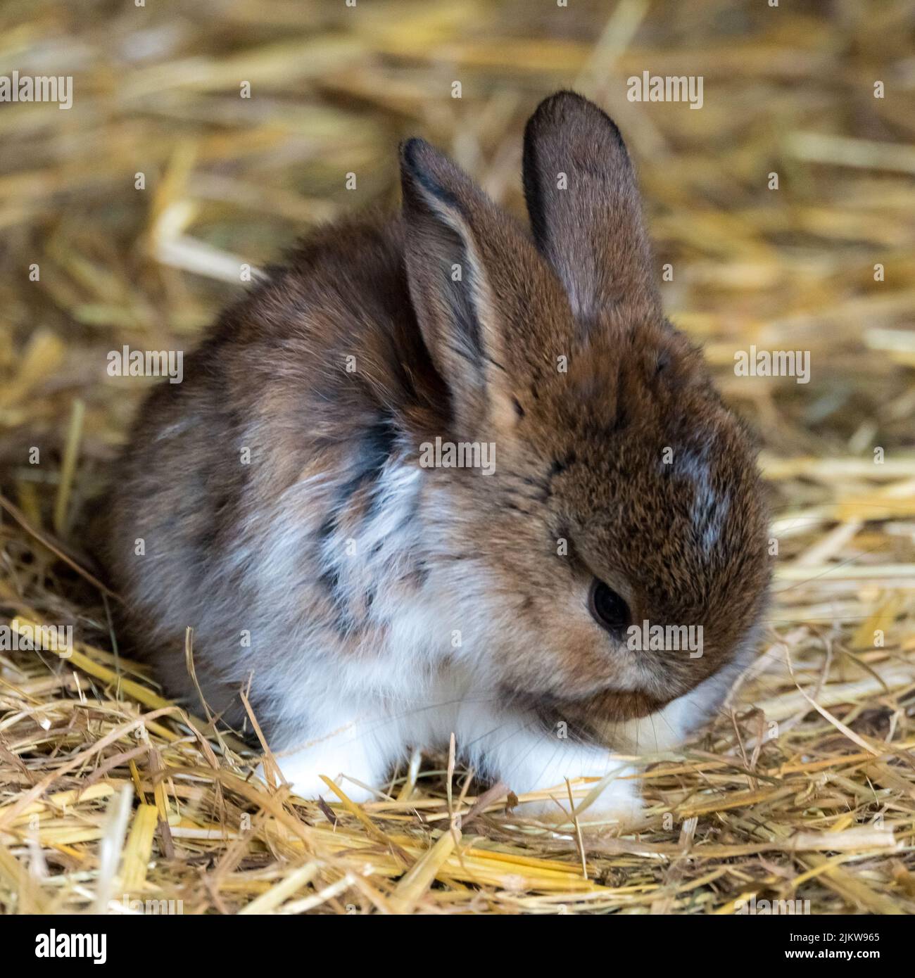 A closeup portrait of a cute fluffy brown rabbit sitting in dried grass ...