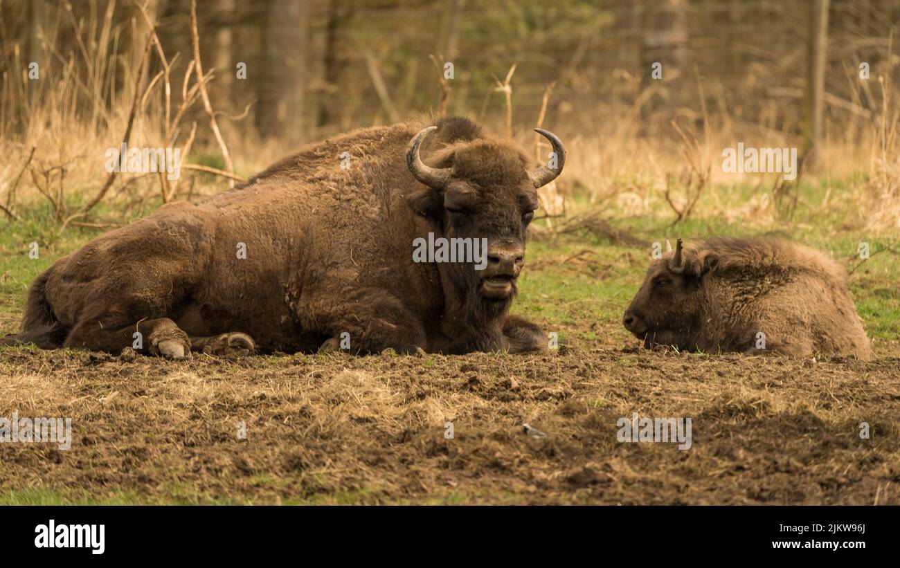 American bison bulls hi-res stock photography and images - Alamy