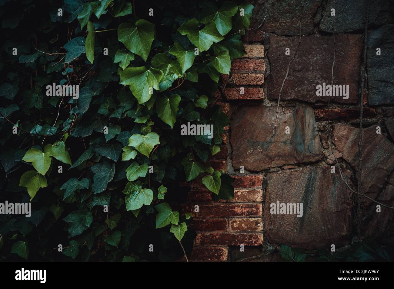 Leaves on brick wall hi-res stock photography and images - Alamy