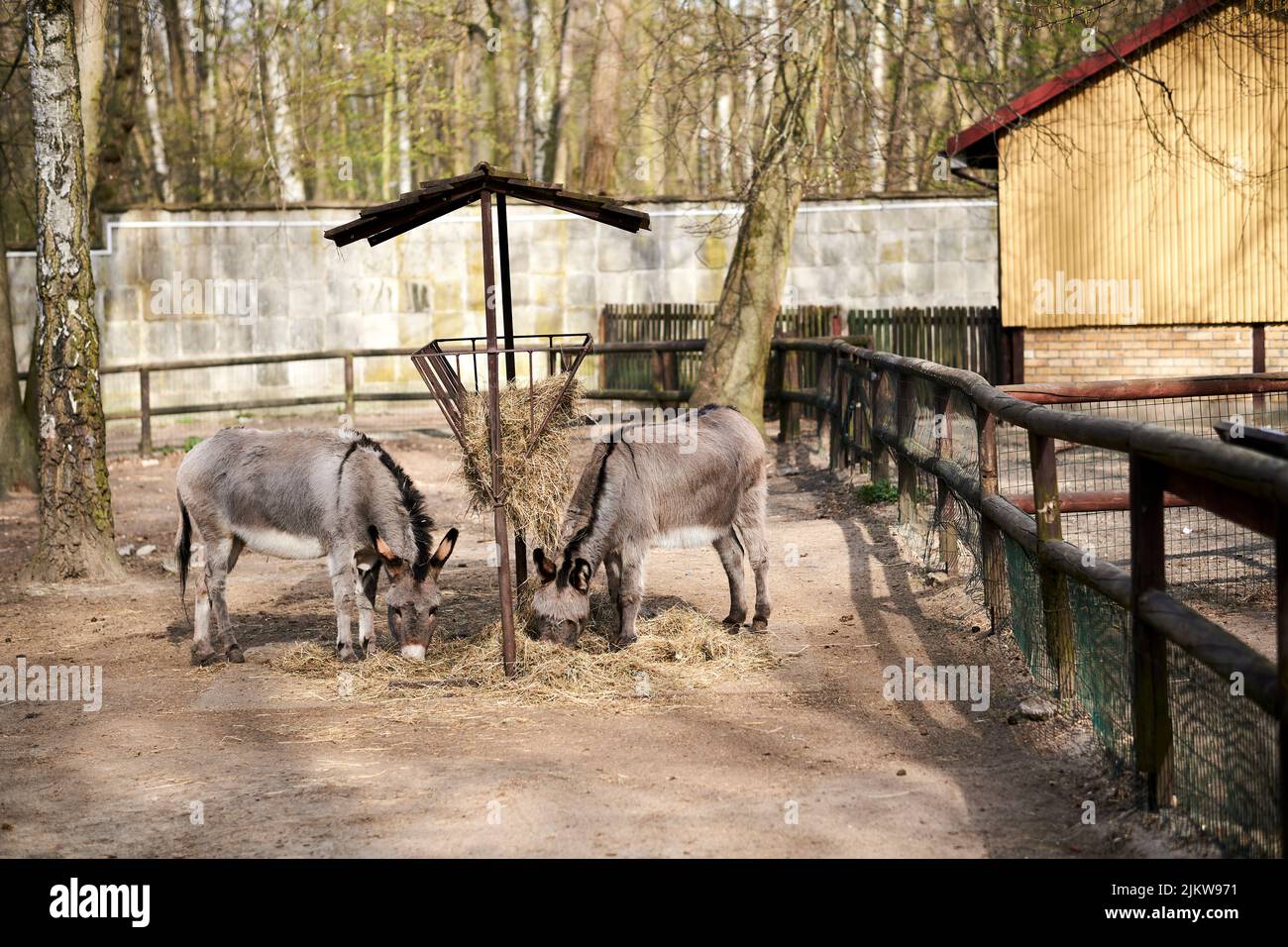 Two donkeys eating inside wooden fences in the new zoo Stock Photo - Alamy