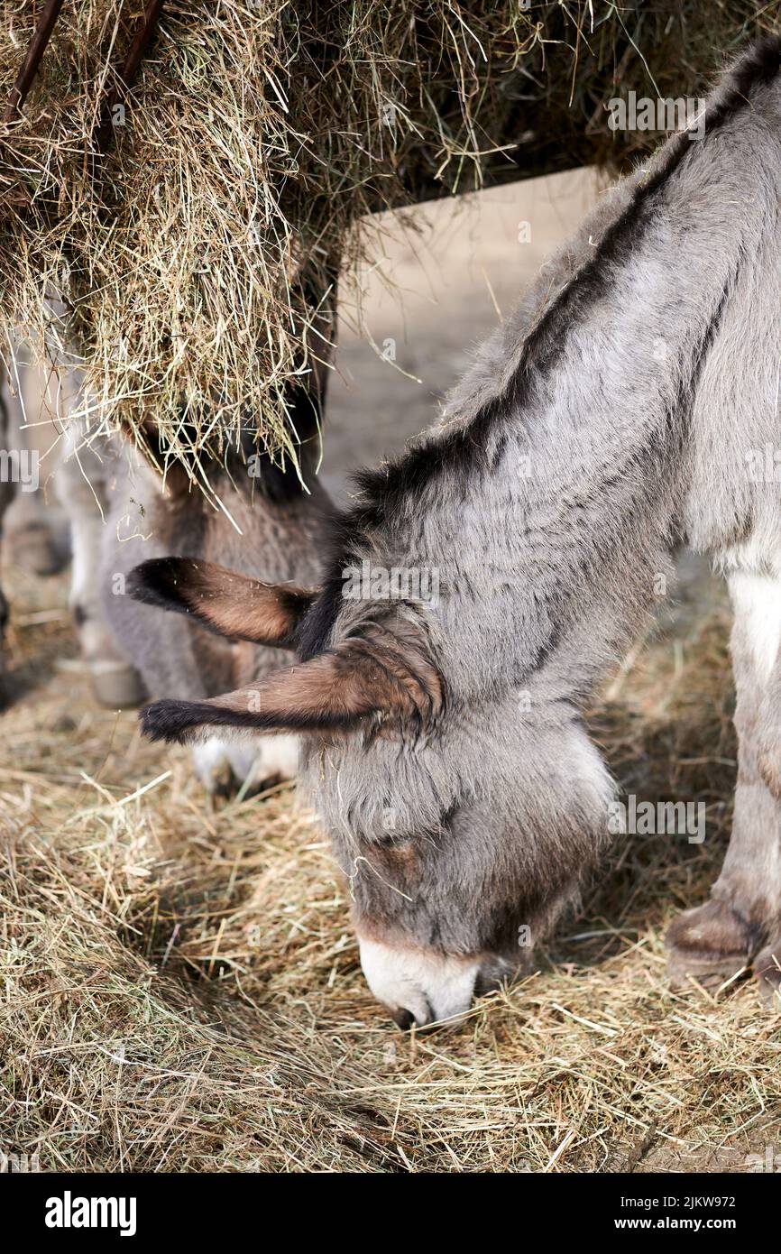 A donkey grazing in the field of new zoo in spring Stock Photo - Alamy