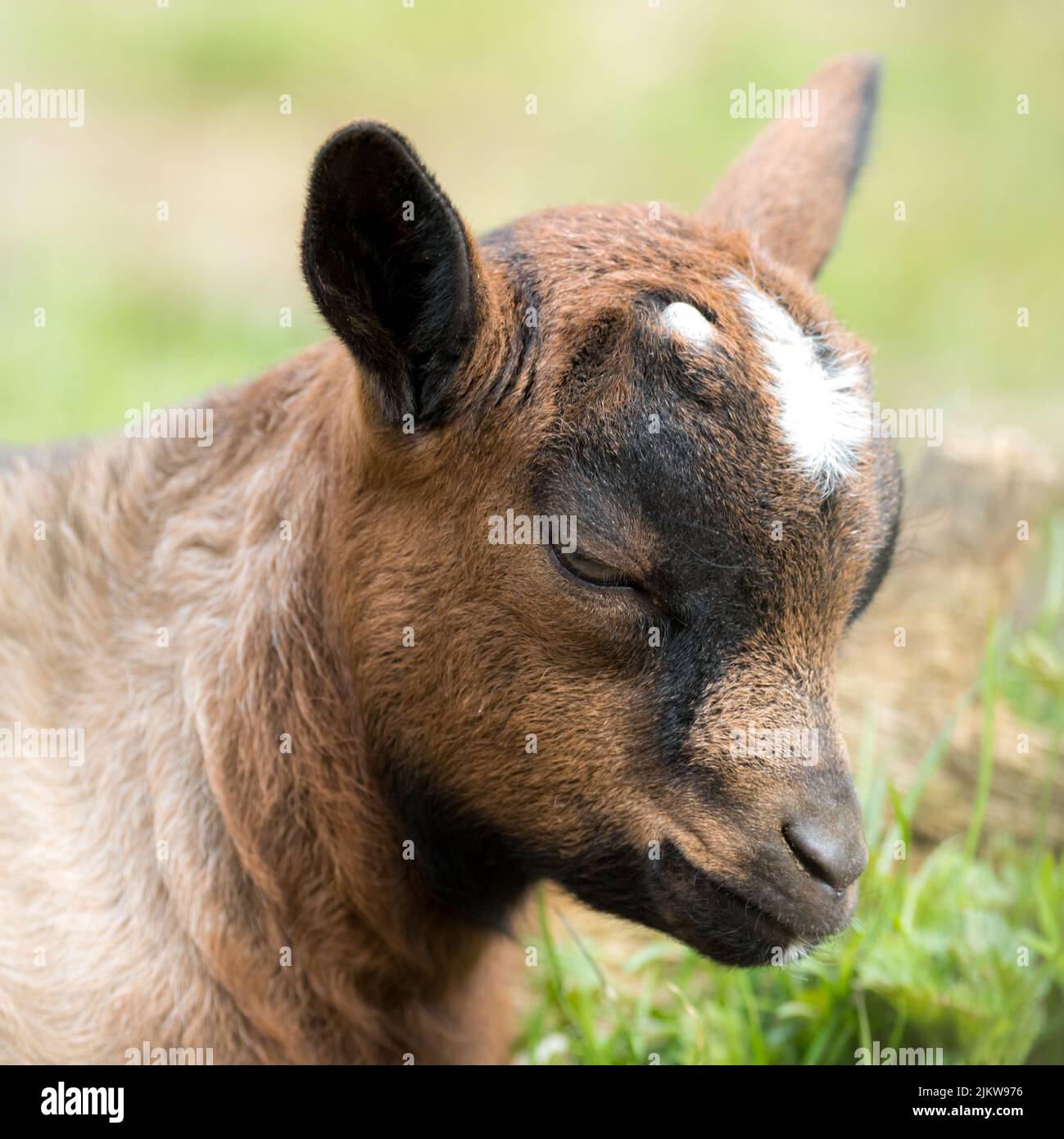 A closeup of an African pygmy's head against a blurry background of ...