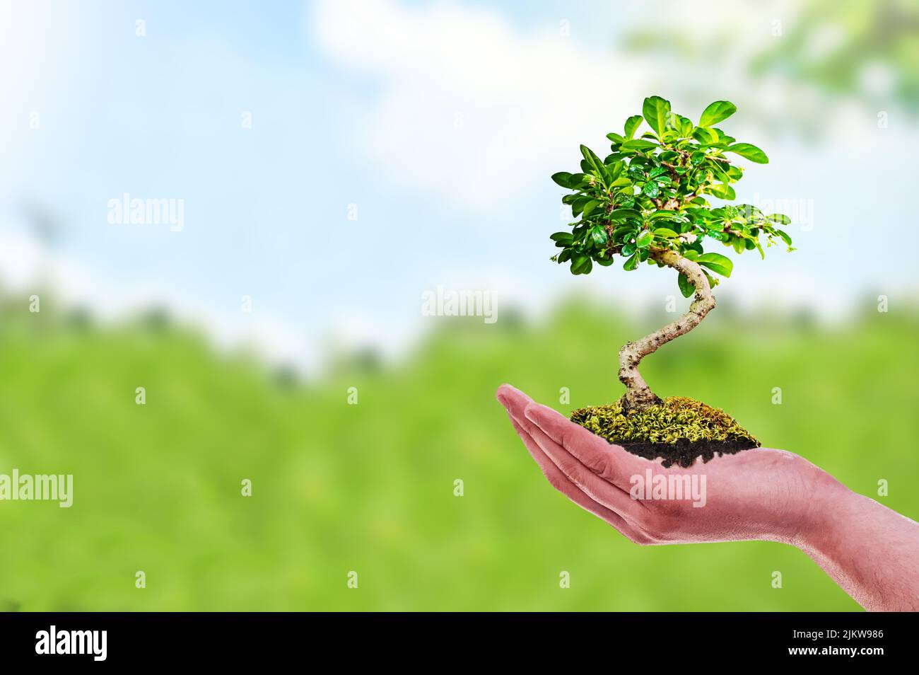 A hand holding tree in soil in his palm Stock Photo - Alamy