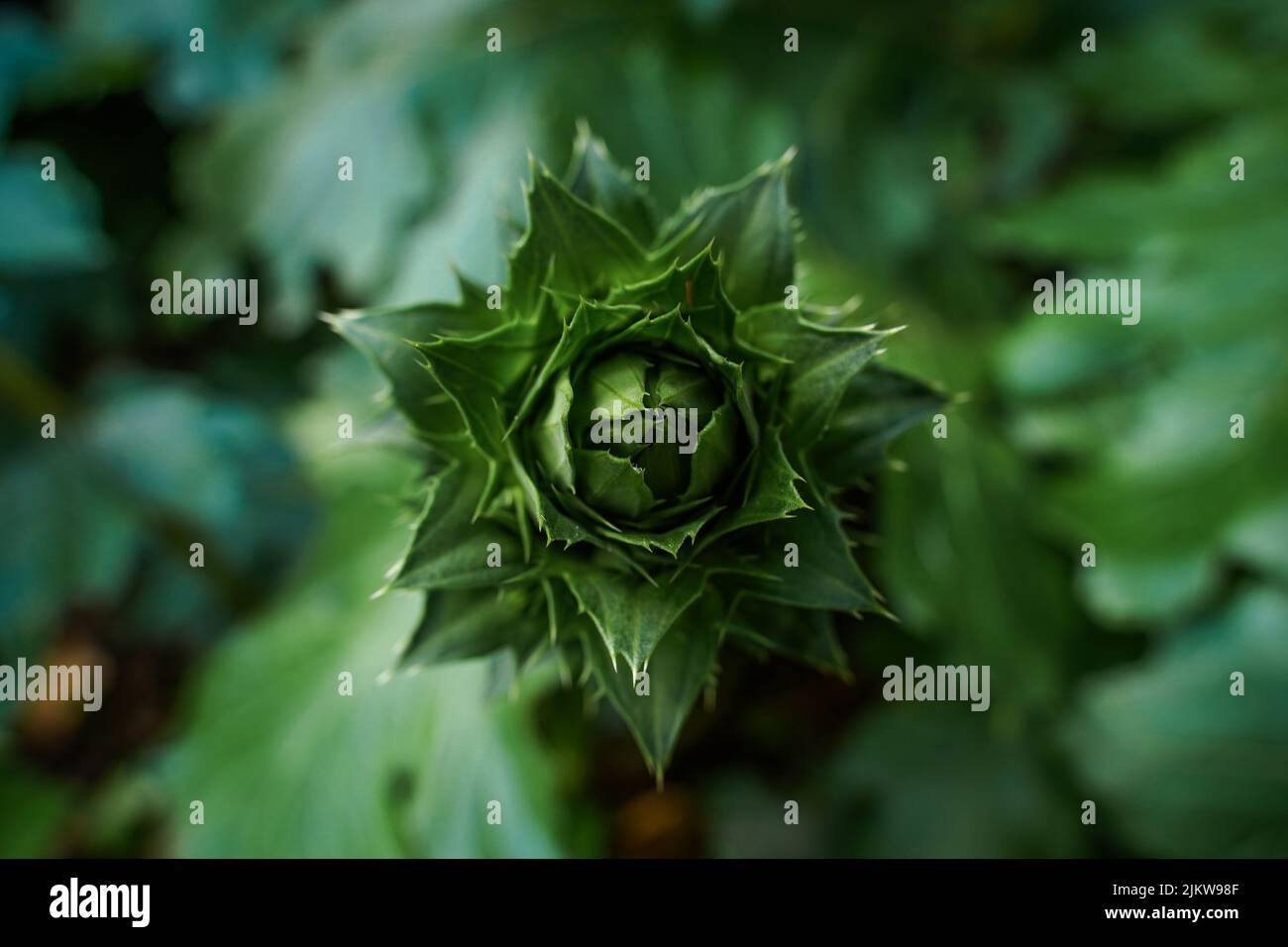 A top view of a green cocoon of a plant with thorns against a blurry ...