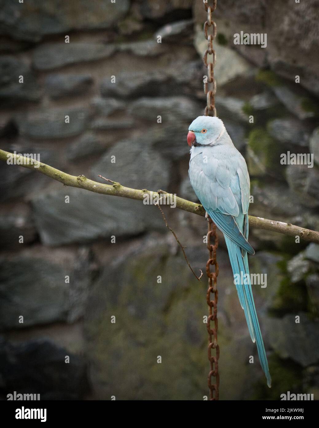 Blue indian ringneck parakeet hi-res stock photography and images - Alamy