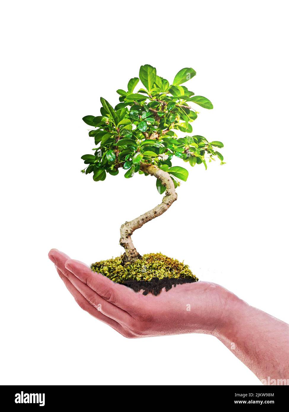 Hand holding tree hi-res stock photography and images - Alamy