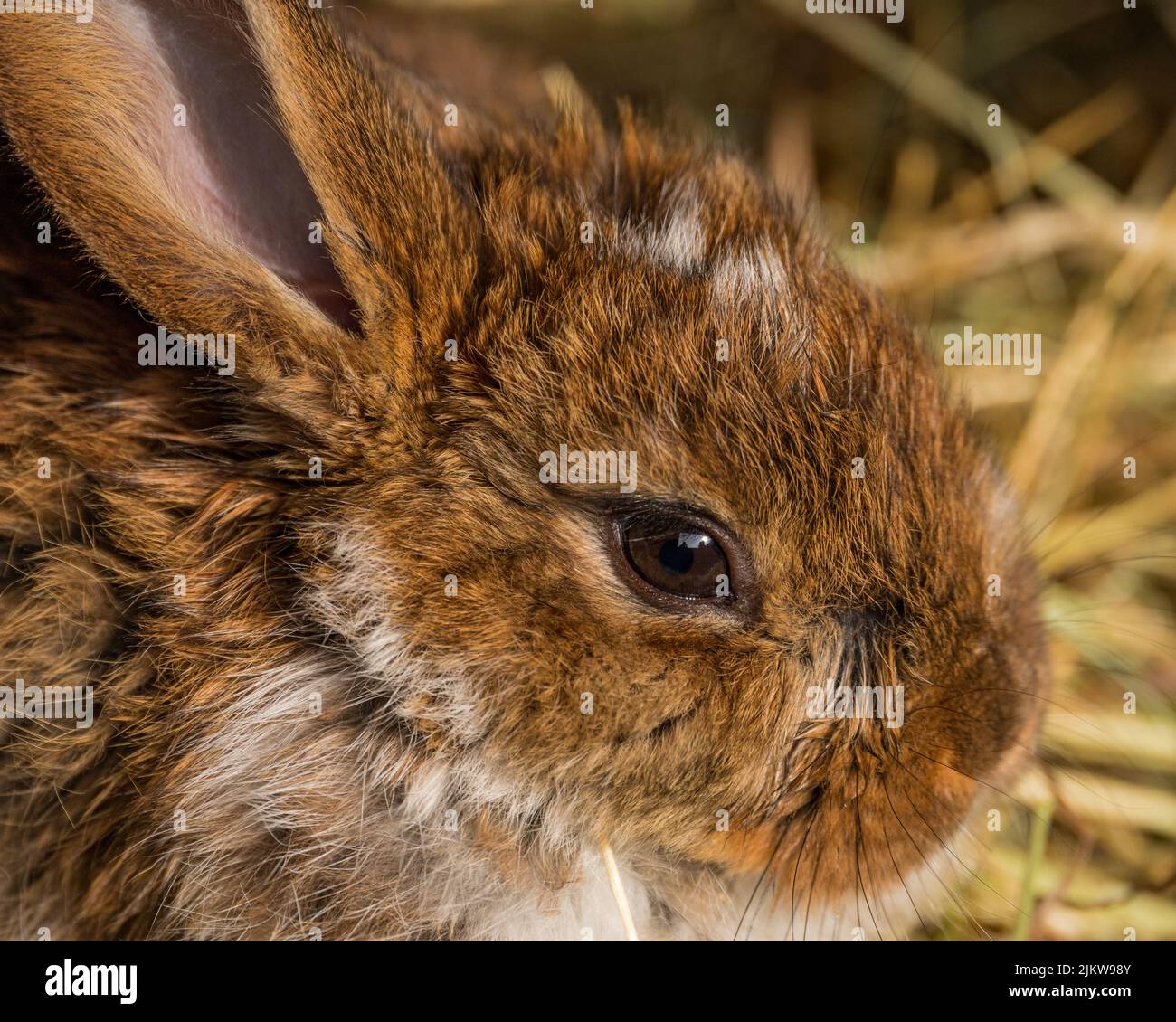A closeup portrait of a cute fluffy brown rabbit sitting in dried grass ...