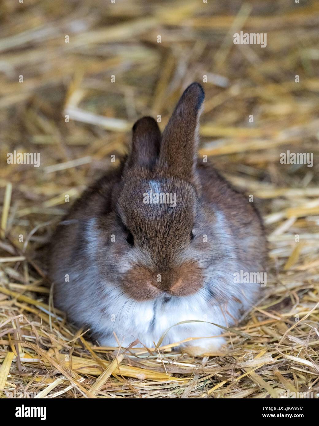 A closeup portrait of a cute fluffy brown rabbit sitting in dried grass ...