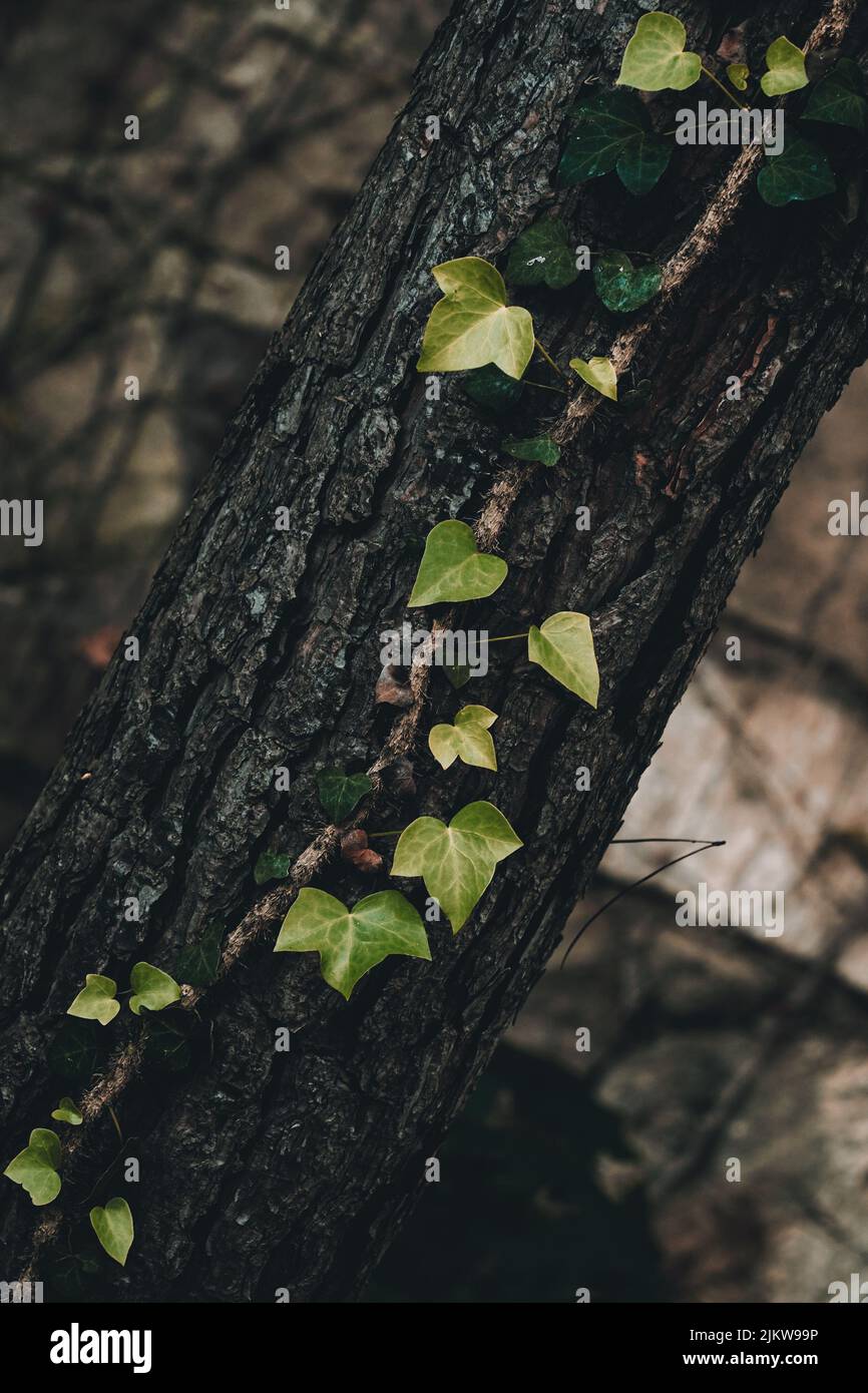 A vertical closeup of dark green leaves of a plant climbing on a tree ...