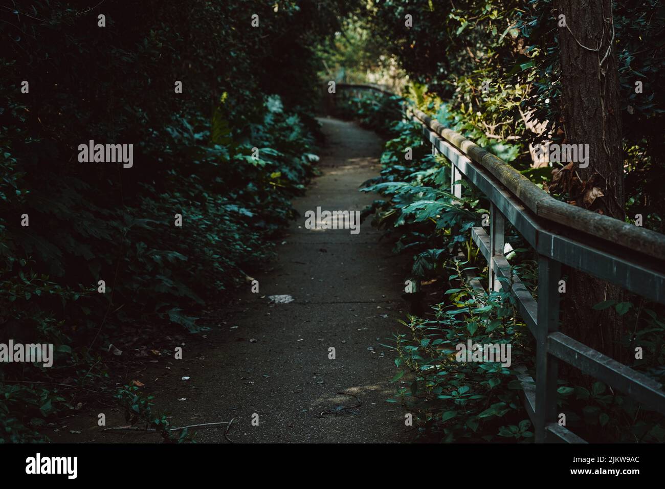 A scenic view of a pathway with a handrail between dark green plants ...