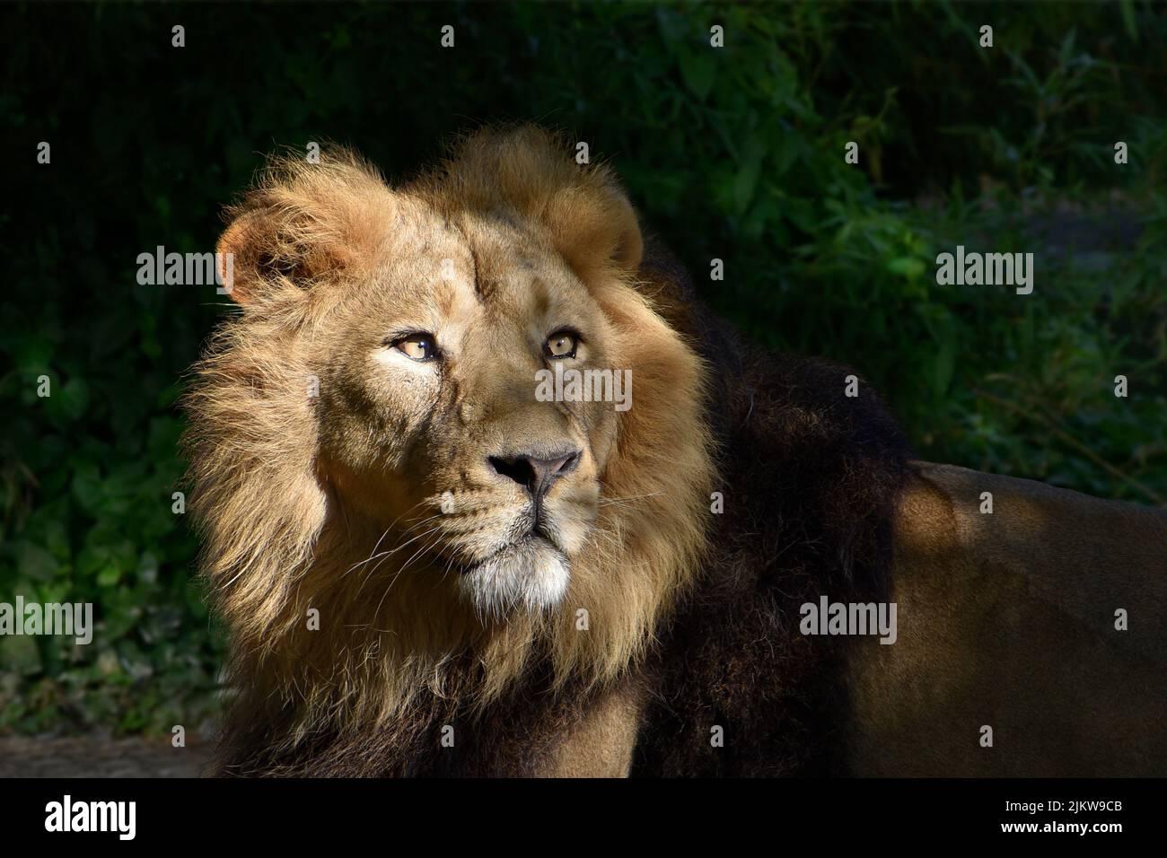 Serious lion hi-res stock photography and images - Alamy