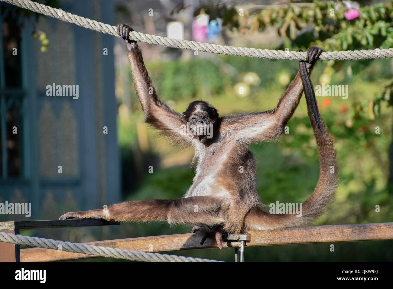 Cute baby monkey hanging hi-res stock photography and images - Alamy