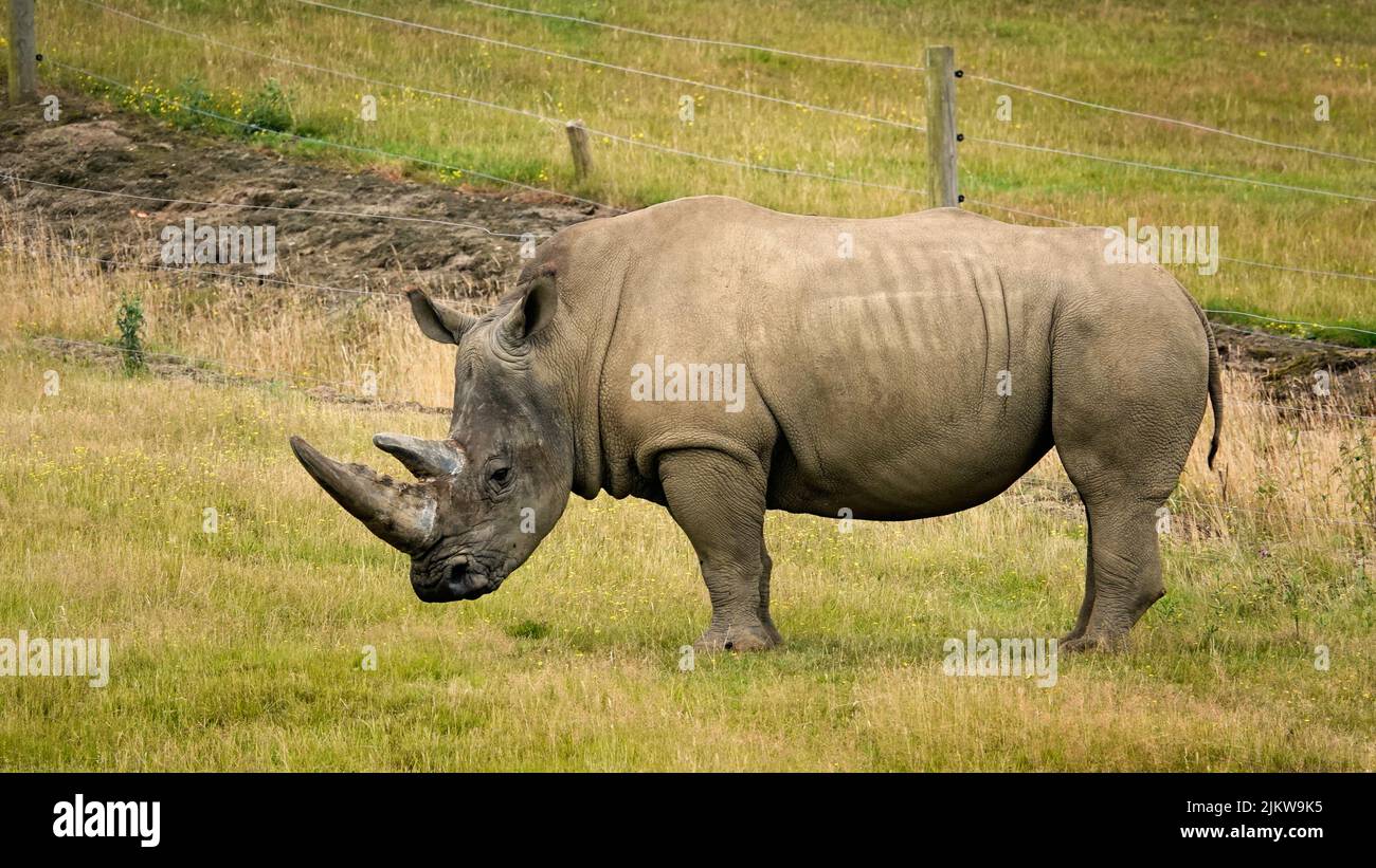 Rhino in field of grass hi-res stock photography and images - Alamy