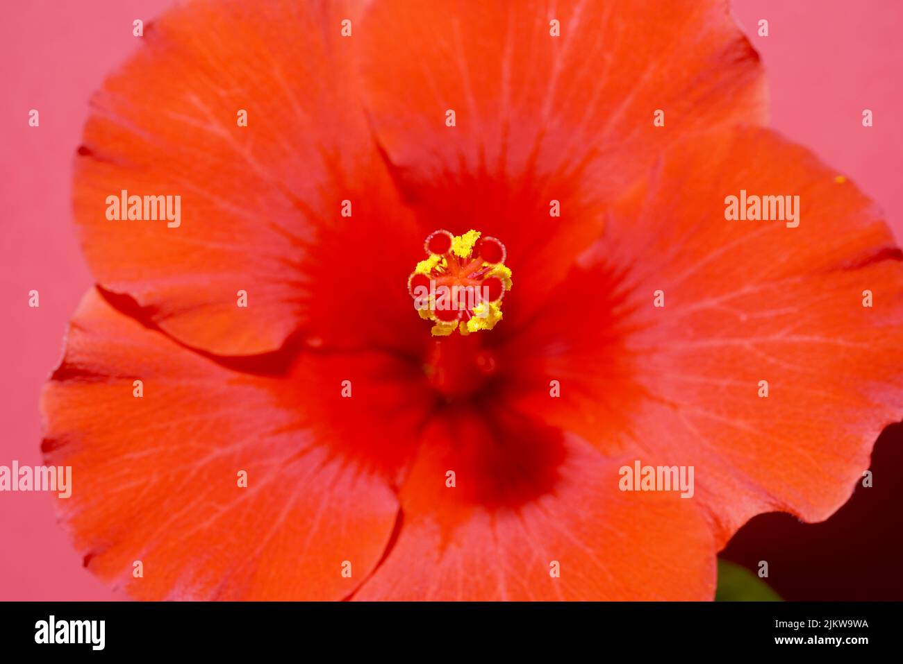 A closeup of Hibiscus rosa-sinensis, known colloquially as Chinese ...