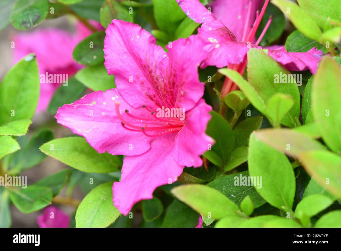 A closeup of Japanese azaleas, Rhododendron japonicum Stock Photo - Alamy