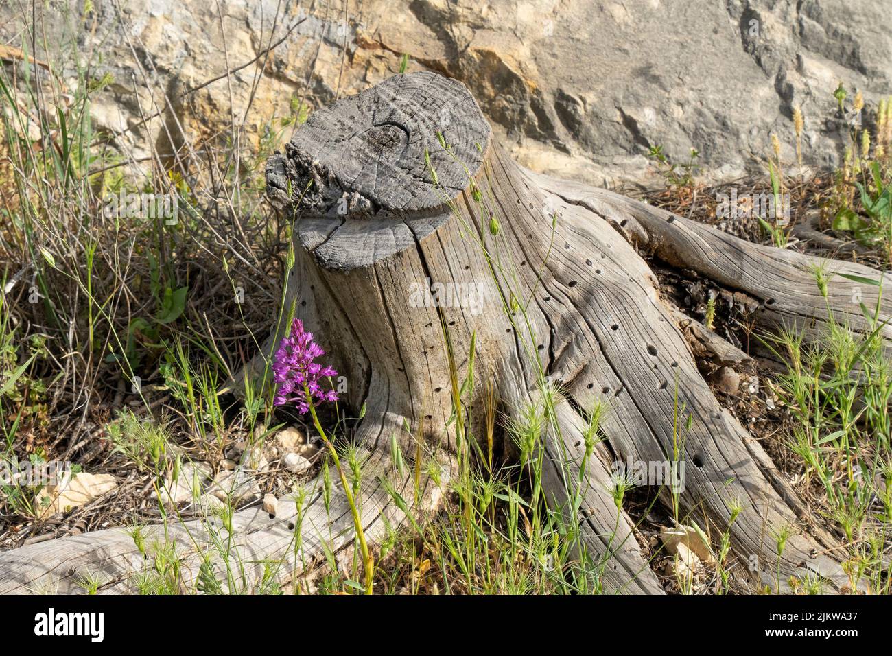A pyramidal orchid next to a dry tree stump with woodworm holes Stock ...