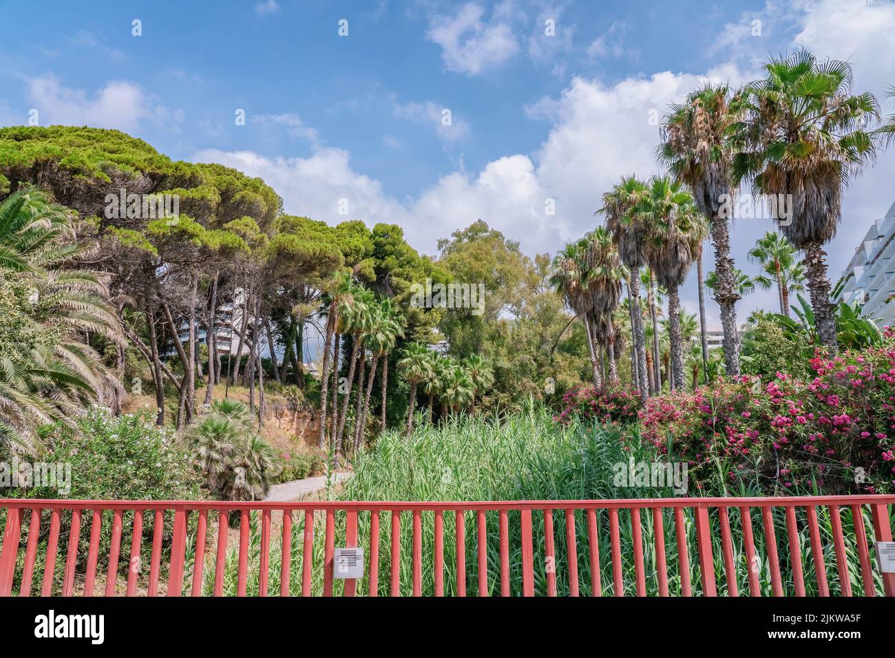 Wild bushes with Bougainvillea flowers in bloom, palms, big green grass ...