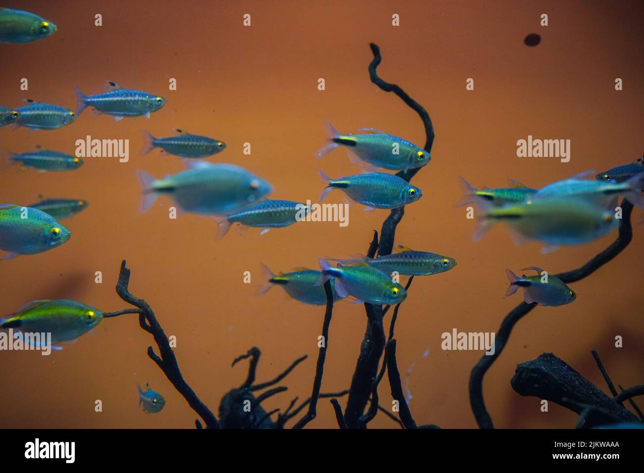 Fusilier fish hi-res stock photography and images - Alamy