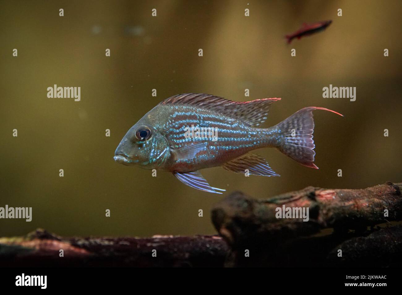 A closeup of a Geophagus fish in the aquarium Stock Photo - Alamy