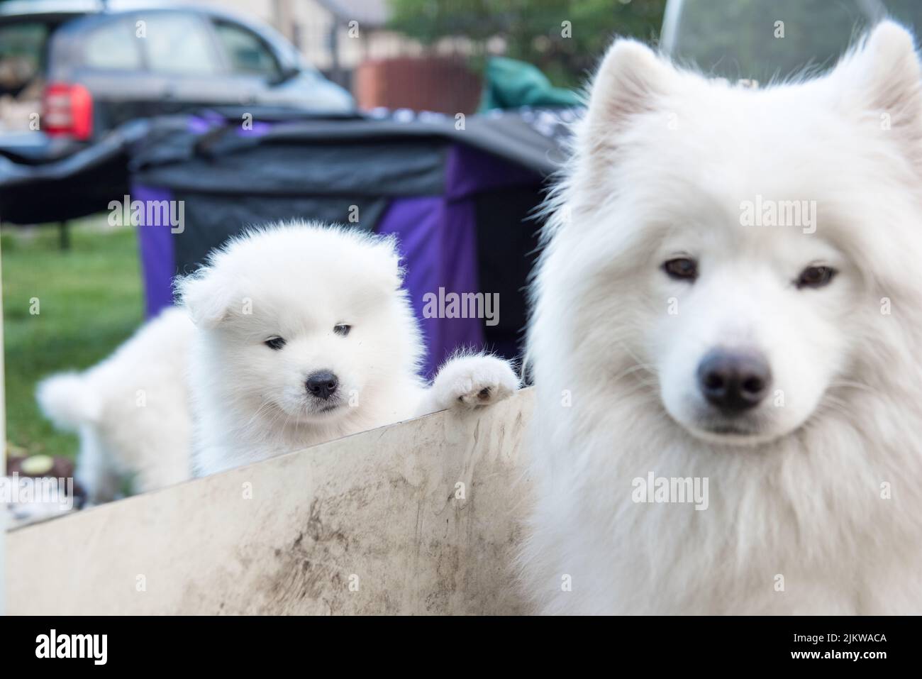 Two White fluffy Samoyed puppies peeking out from the fence Stock Photo ...