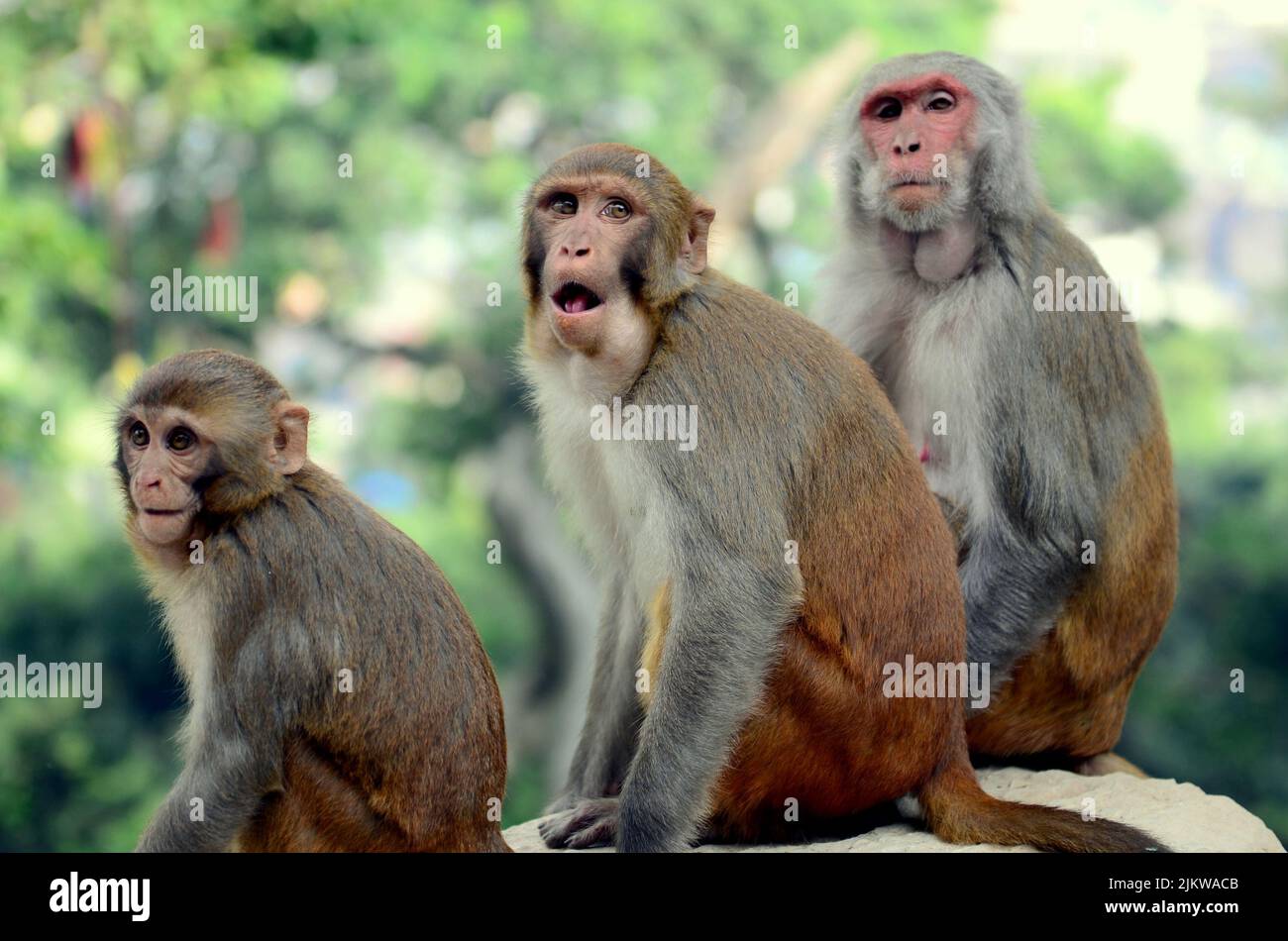 A closeup portrait of a beautiful Rhesus macaque family Stock Photo - Alamy