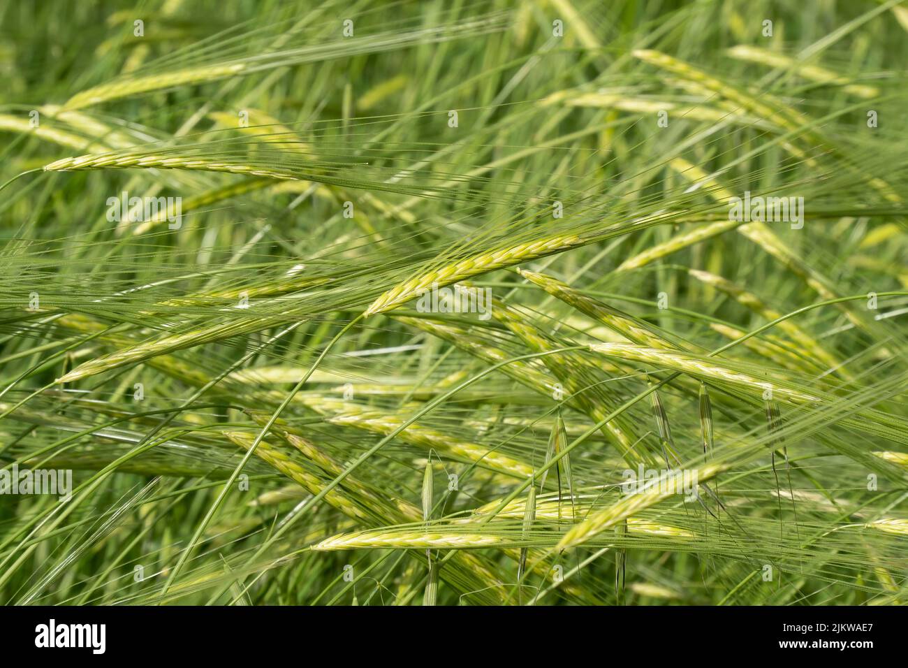 A green field of wild barley and oats on a spring day in Israel Stock ...