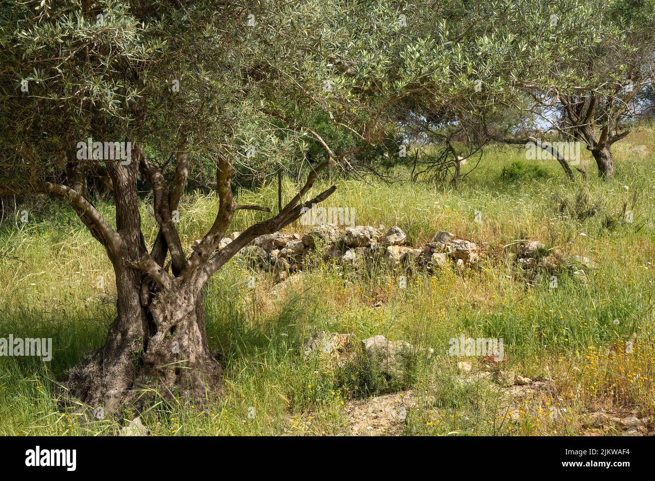 Olive trees and and ancient stone wall in the Judea mountains, near ...