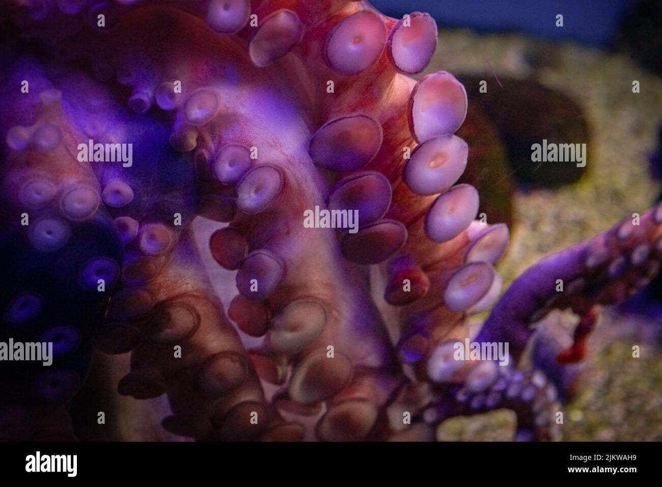 Octopus swimming ocean hi-res stock photography and images - Alamy