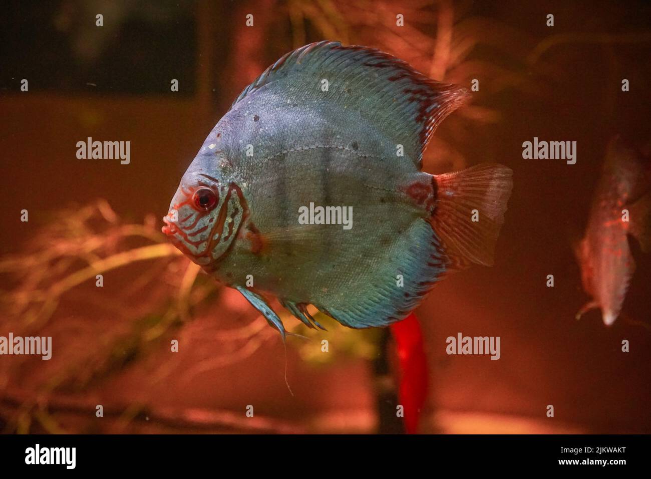 Redplants hi-res stock photography and images - Alamy