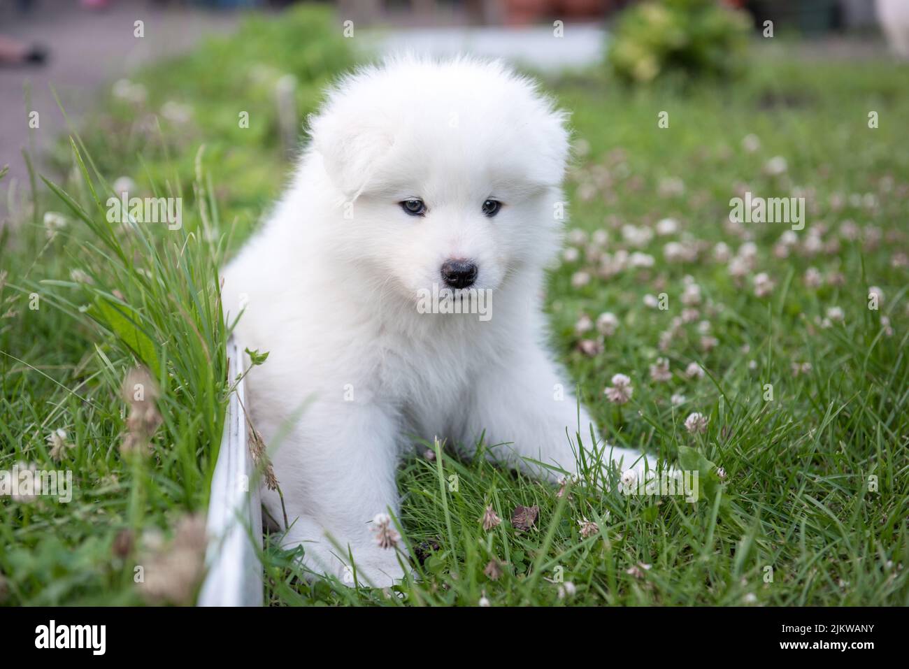 Funny Samoyed puppy on the green grass Stock Photo - Alamy
